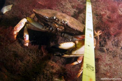 Metacarcinus Novaezelandiae Piecrust Crab