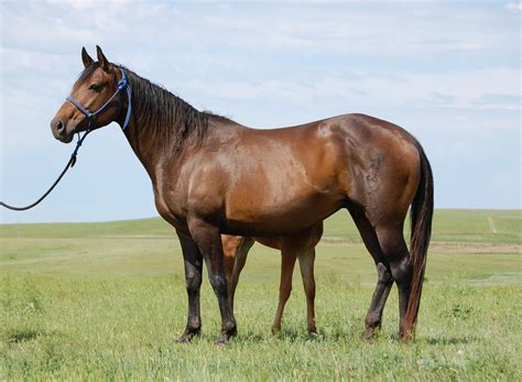 Lazy Js Ranch Wmf Ultima