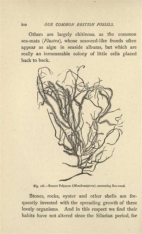 Our Common British Fossils And Where To Find Them Page 210 Bhl20965403 Picryl Public