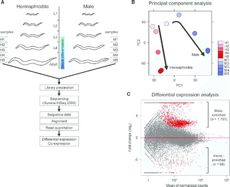 Developmental Transcriptome Of The Two Sexes In C Elegans Download