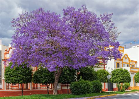 Free Images Jacaranda Tree Purple Flower Spring Lilac Woody