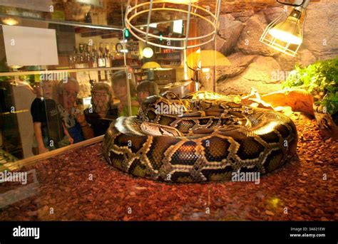 Python In A Terrarium One Of The Largest Snake Species In The World