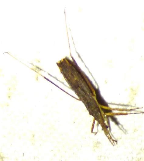 Pygolampis Pectoralis BugGuide Net
