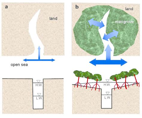 Schematic Views Of Tidal Rivers A Without And B With Flood Plains Download Scientific
