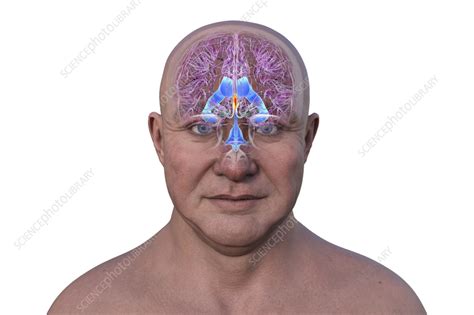 Third Brain Ventricle Illustration Stock Image F0437519 Science