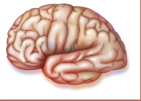 Auditory Cortex