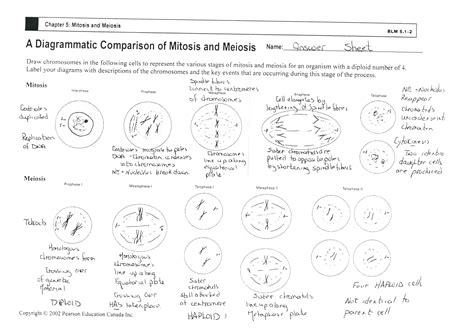 Cell Cycle And Mitosis Coloring Worksheet Answers — Db