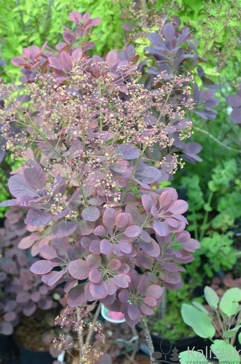 Cotinus Coggyria Flamissimo Mincofla20 Perukowiec Podolski