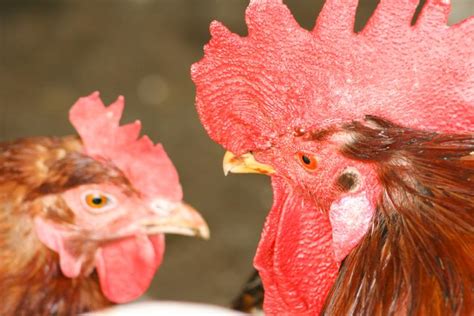 鸡冠到底能不能吃？ 知乎