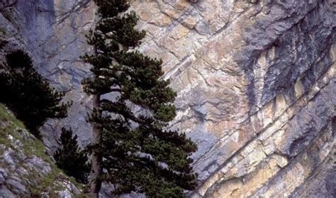 Pisha Flamur E Qafës Së Pejës Kultplus