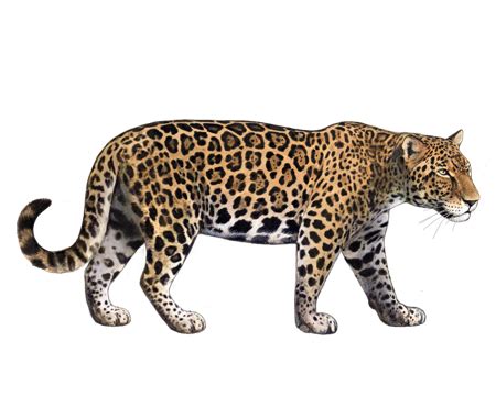 Big Cats Facts Wisdom Panel™ Cat Breeds