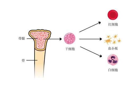 帮助收集干细胞！aphexda获批用于多发性骨髓瘤asct干细胞动员 知乎