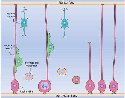 Frontiers Radial Glia And Radial Glia Like Cells Their Role In Neurogenesis And Regeneration