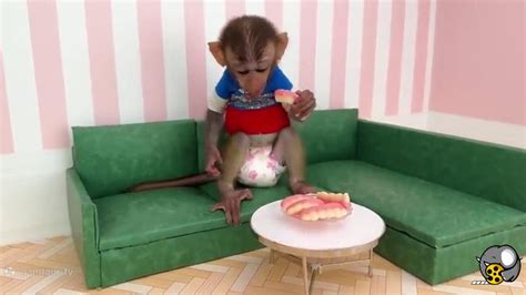 کارتون میمون کوچولو سریال بچگانۀ میمون بازیگوش میمون خنده دار