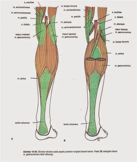Gudang Nya Ilmu Kesehatan Persarafan Tulang Sendi Dan Otot