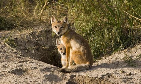 Swift Fox Species Wwf