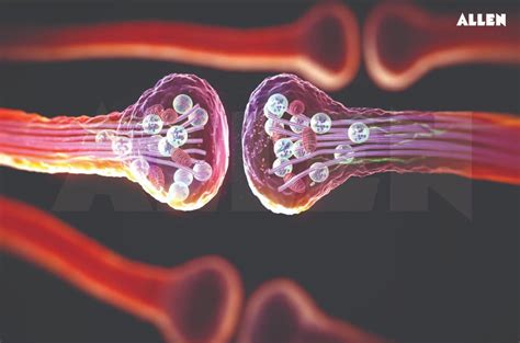 Electrical Synapse Introduction Types And Faqs