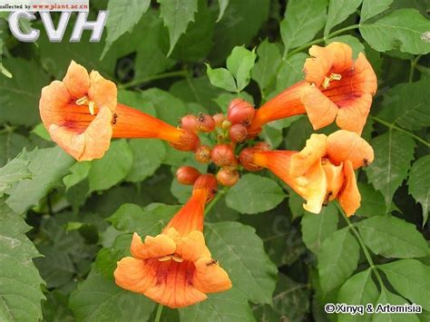 厚萼凌霄Campsis radicans L Seem 植物图片库 植物通
