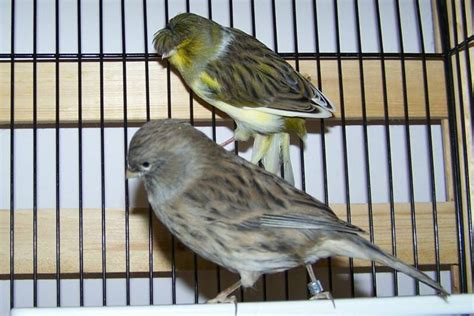 Kenari Gloster Gloster Canary ~ Tamsis Canary Farm