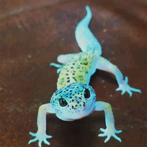 My Leopard Gecko Looking At The Camera Animaux Reptiles Animaux