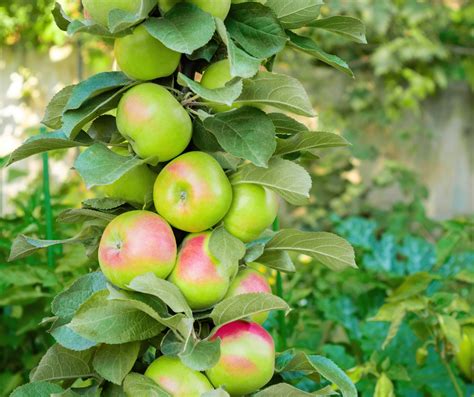Columnar Apple Trees Maximizing Yield In Minimal Space Bright Lane Gardens