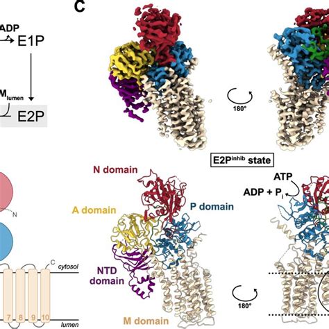 Polyamine Uptake A Atpase Activity Of Purified Ypk9 Is Stimulated By