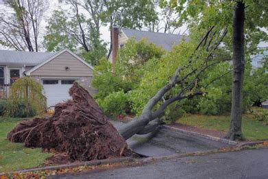 How To Prevent Tree Roots From Damaging Your Foundation