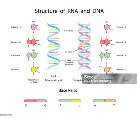 Ilustración De Estructura Molecular Del Adn Y El Arn Ilustración De Vectores Educativos