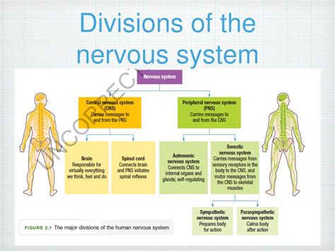 Draw A Diagram Of The Divisions Of The Nervous System Neuros
