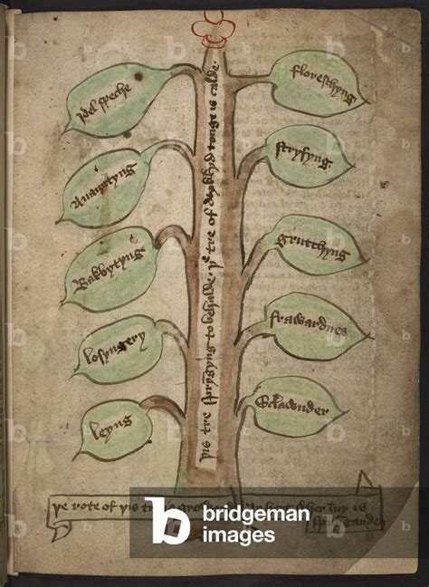 Image Of An Illustration Of A Tree With Text Written On The