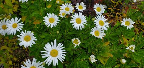 Embracing Fall With Maxine Fine Gardening