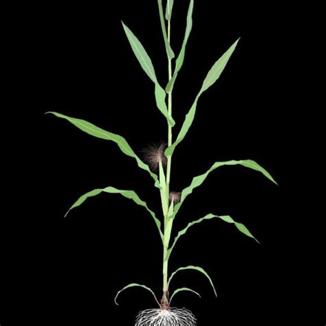 Qinglin Li Master Of Science Research Profile