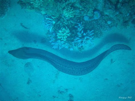 Длинная плоская рыба 71 фото красивые фото и картинки Pofoto Club