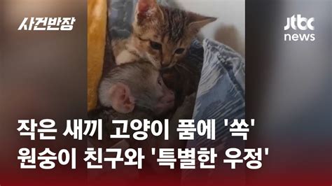어미 잃고 고아 된 새끼 고양이와 원숭이의 특별한 우정 Jtbc 사건반장 Youtube