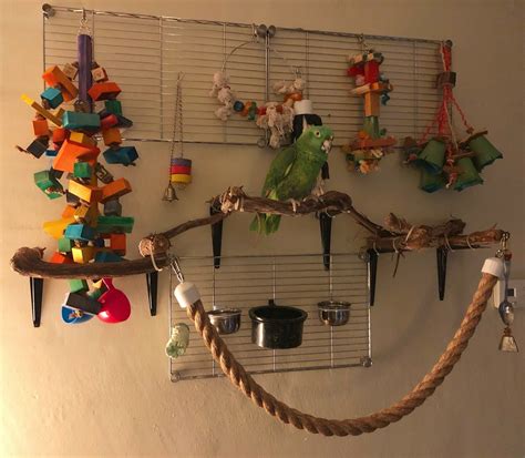 Diy Bird Enrichment At Rose Holeman Blog