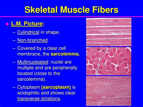 What Are Muscle Fibers Called At Joseph Larrick Blog