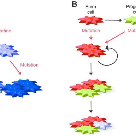 Cancer Stem Cell Vs Clonal Selection Concept A The Clonal Selection