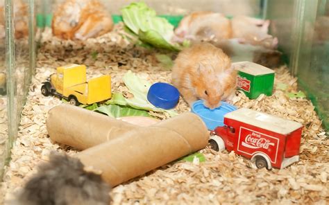 Toys To Make For Hamsters At Kyle Melvin Blog