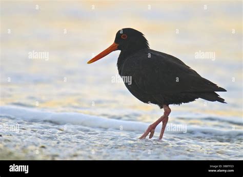 Variable Oystercatcher Haematopus Unicolor New Zealand Oceania