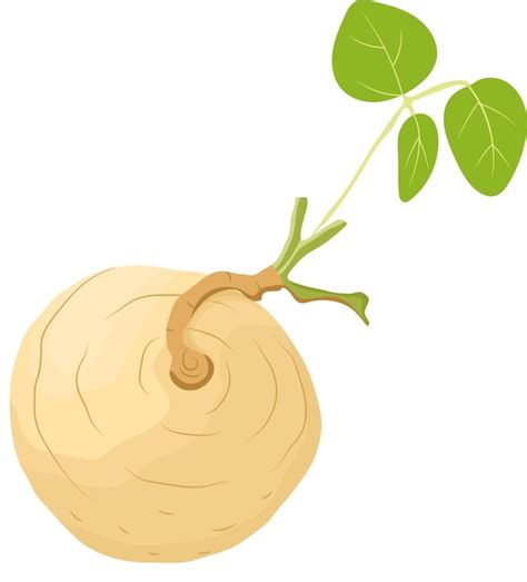 Jicama Collection Vectors And Illustrations For Free Download Freepik