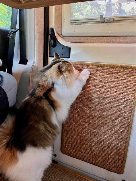 Van Life With A Cat 10 Essential Tips For A Smooth Journey