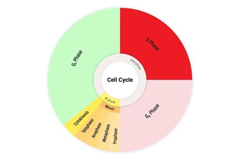 1 049 Cell Interphase Royalty Free Photos And Stock Images Shutterstock