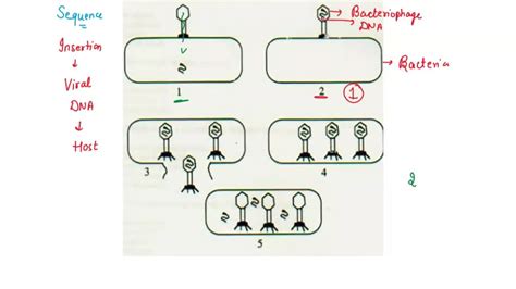 Solved The Correct Sequence In Decreasing Order Of The Four Sugarcane