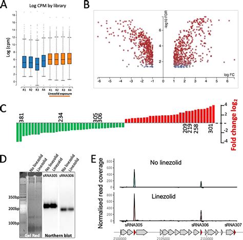 Rna Seq Analysis Of S Aureus Transcriptome With Linezolid Exposure
