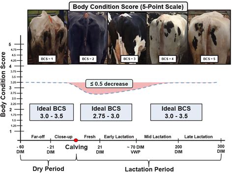 Body Condition In Transition Cows