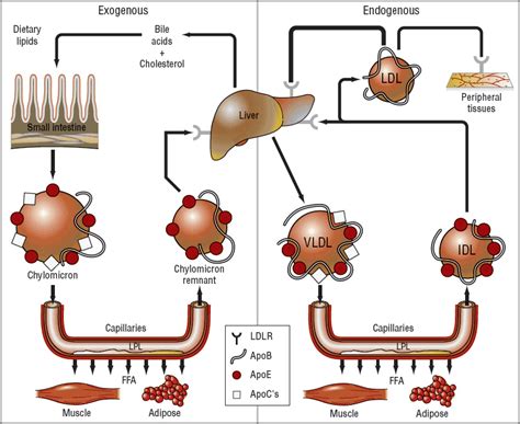 Hyperlipidemia Basicmedical Key