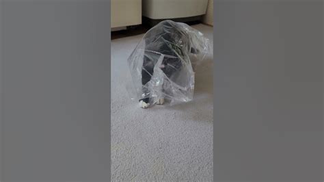 먹고자고싸고~놀고ㅎ Youtube