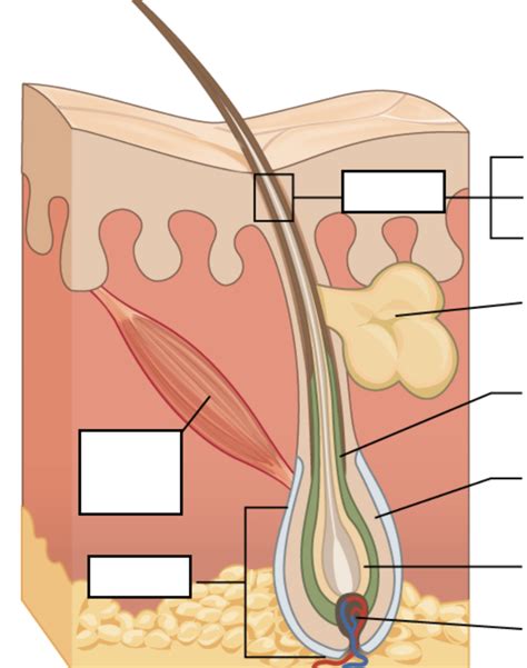 Anatomy Lab Exam 1 Diagram Quizlet