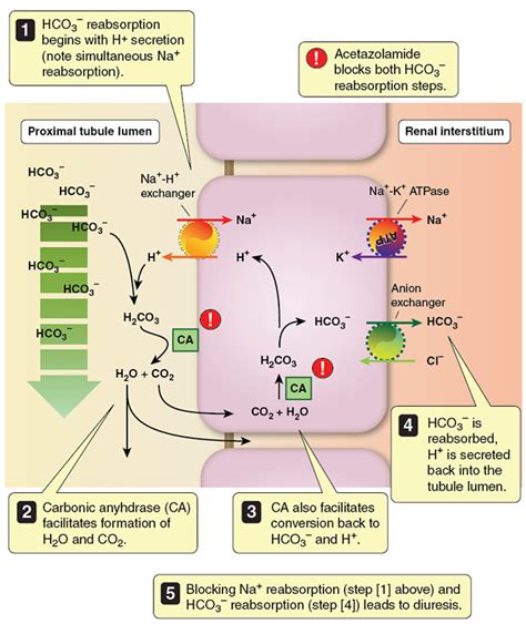 Kaplan Usmle Step 1 Prep Which Diuretics Will Produce Results American Medical Association