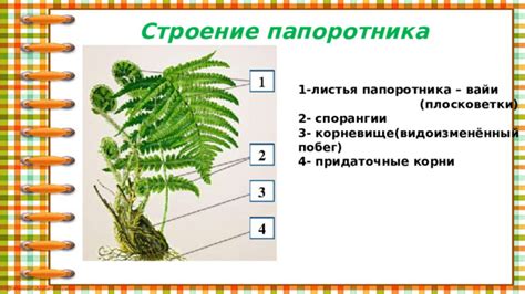 Презентация к уроку Отдел папоротниковидные